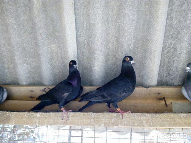 Почтовые голуби