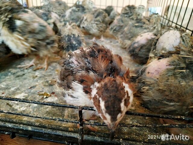 Перепела продажа