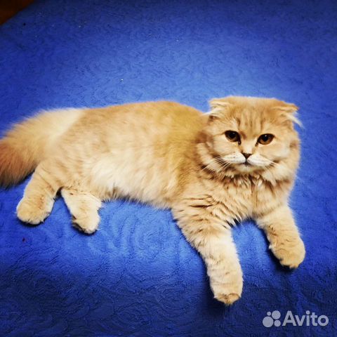 Шотландская вислоухая кошка