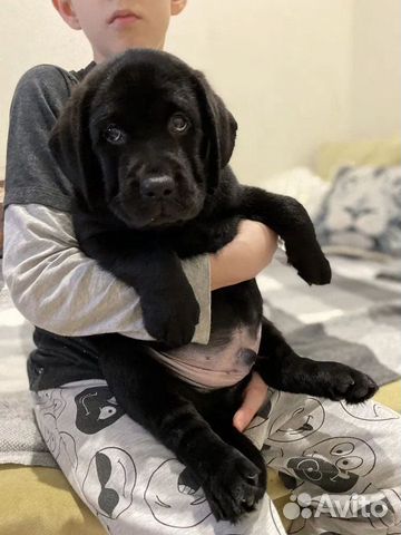Палевые и черные щенки Лабрадора