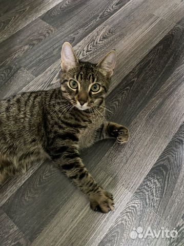 Котенок бесплатно