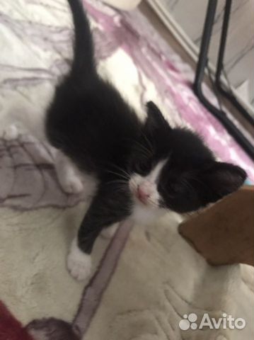 Котёнок крысолов