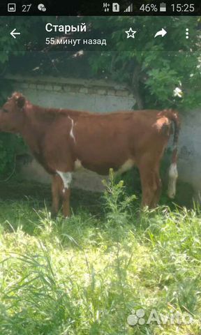 Телята телочки