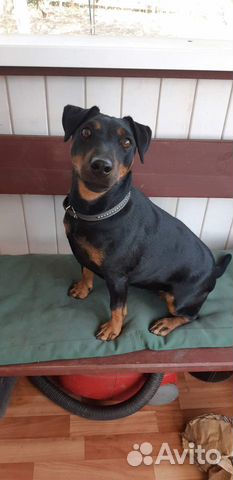 Немецкий ягдтерьер