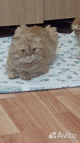 Кот