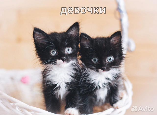 Котята котенок в добрые руки от Лены