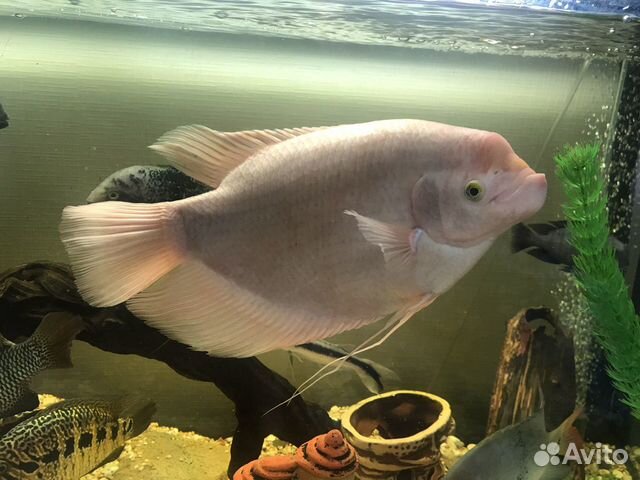 Гигантская гурами