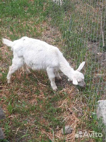 Козлята