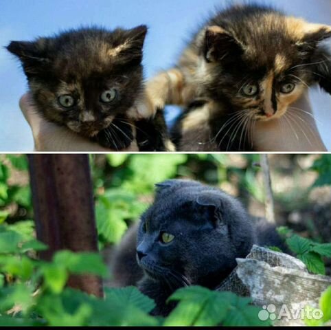 Кошка в дар