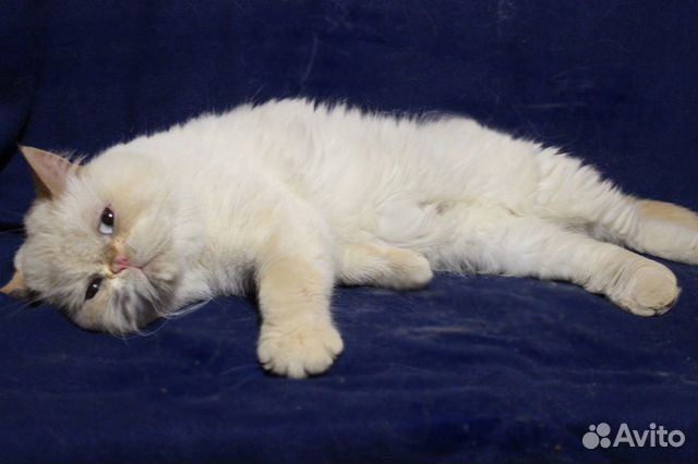 Котик Саймон экзотический короткошерстный