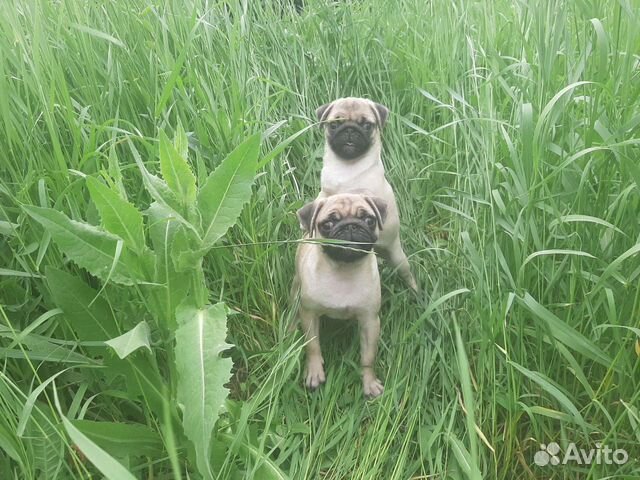 Мопсянички