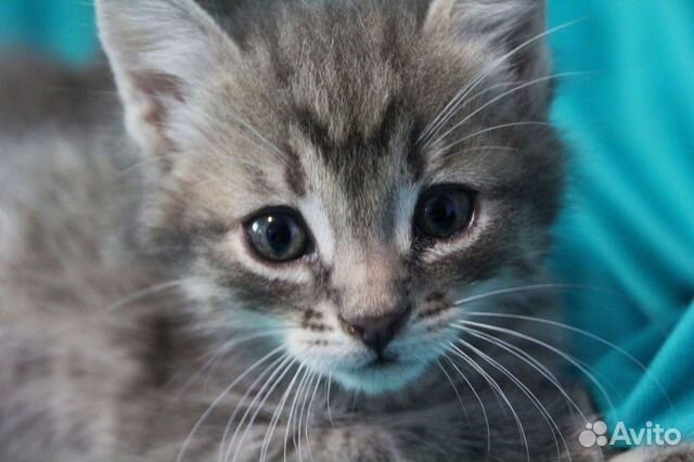 Котёнок Сеня