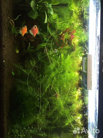 Сальвиния аквариумные растения