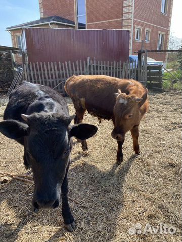 Бычок и телка