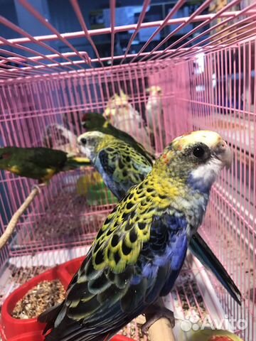 Попугай Бледноголовый Розелла