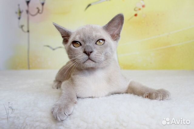 Европейская бурма лиловый мальчик