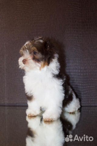 Фантастически красивая девочка биро йорк