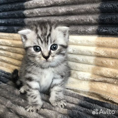 Продам котят вислоухих шотланцев