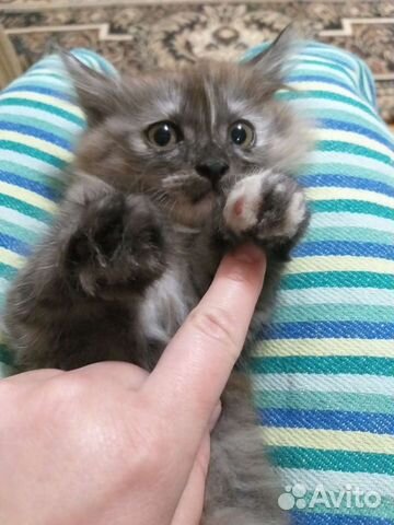 Котята помесь бобтейла