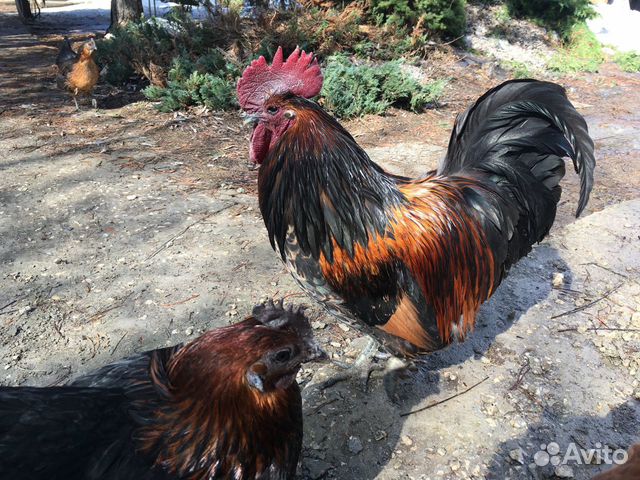 Куры несушки продам