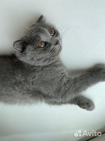 Кошка шотланская вислоухая