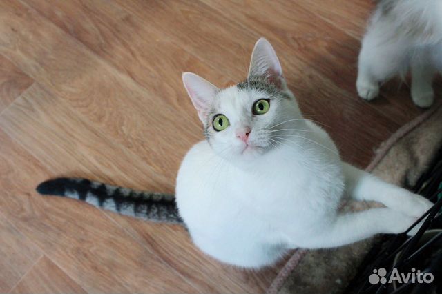 Киска молодая по кличке Зайка