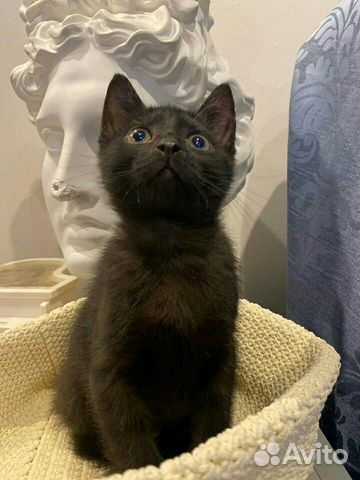 Чернышка в поисках дома