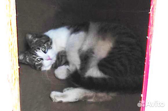 Котик Матроскин