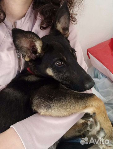 Щенок Добби, 4 мес., девочка. Привезём