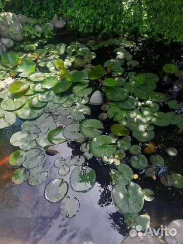 Японский карась