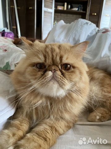 Вязка с персидским красавцем