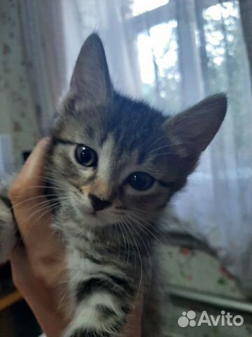 Котята 2 мес в любящий дом