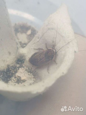Мраморный таракан, 100 штук