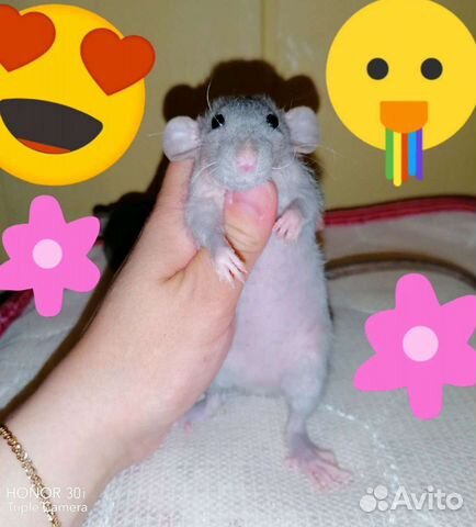 Крыса Сфинкс, Дабл-рекс, Фазз, Дамбо