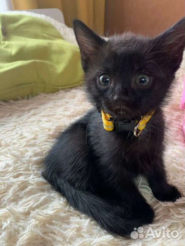 Котята для обнимашек