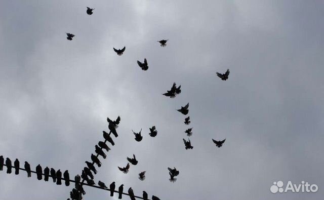 Продажа голубей
