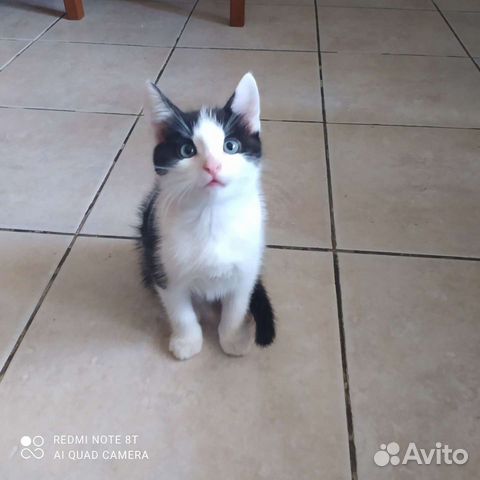 Котенок в добрые руки