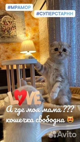 Вислоухая мраморная кошечка