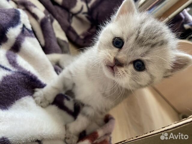 Шотландские вислоухие