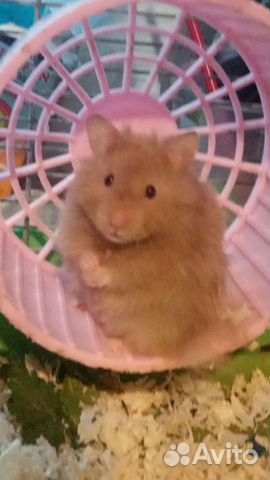 Сирийский хомяк
