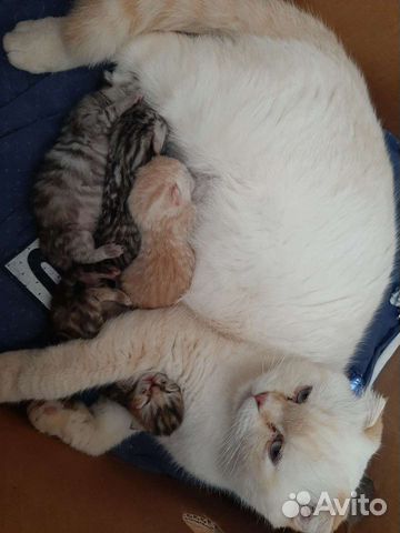 Кошка