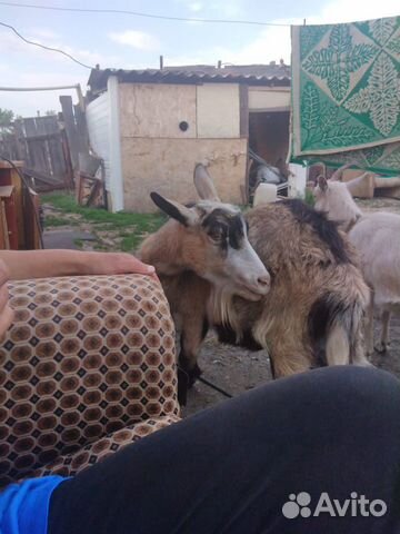 Коза дойная молочная