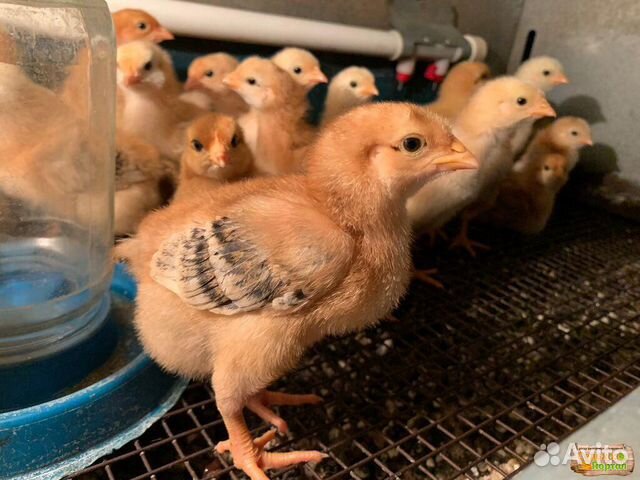Цыплята подрощенные