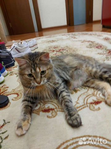 Кошка бесплатно, 1 год, стерилизована