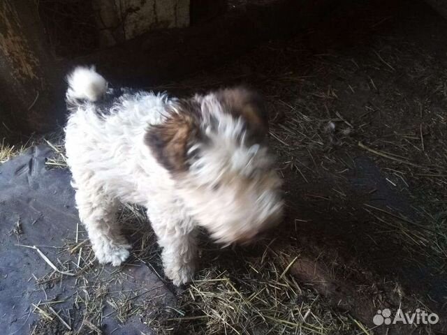 Фокстерьер