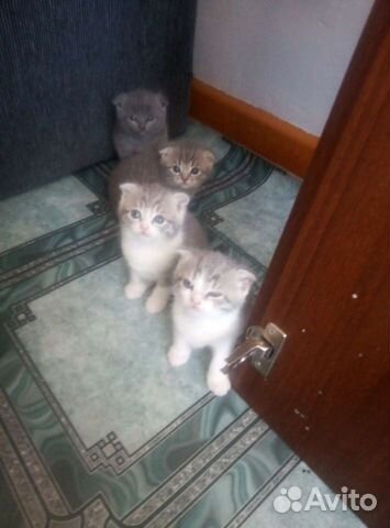 Британцы, вислоухие