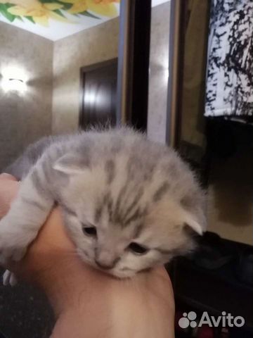 Котята