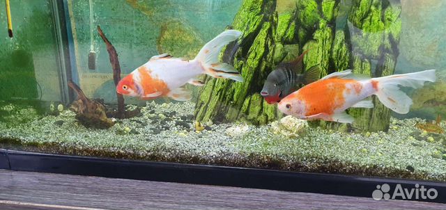 Отдам аквариумных рыбок