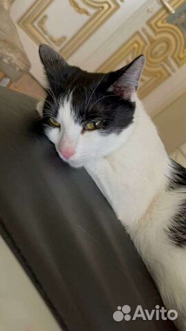 Потерялась кошка