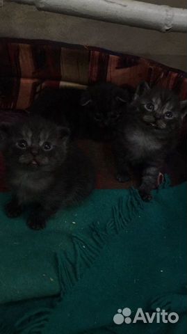 Шотландские котята